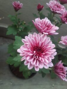 How to Grow Shevanti Flower? {With Pictures}