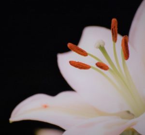 How to Care for Sontakka Flower (White Ginger Lily)?