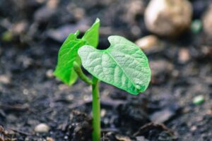 Classroom Project: 10 Easy Growing Beans For A Science Experiment