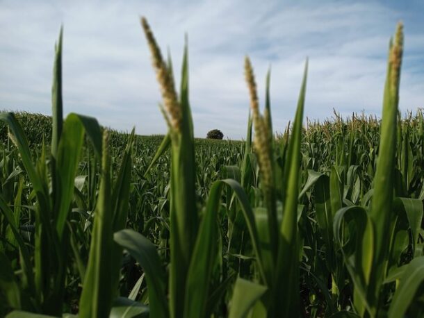 50 Examples of Monocot & Dicot Plants (With Images)